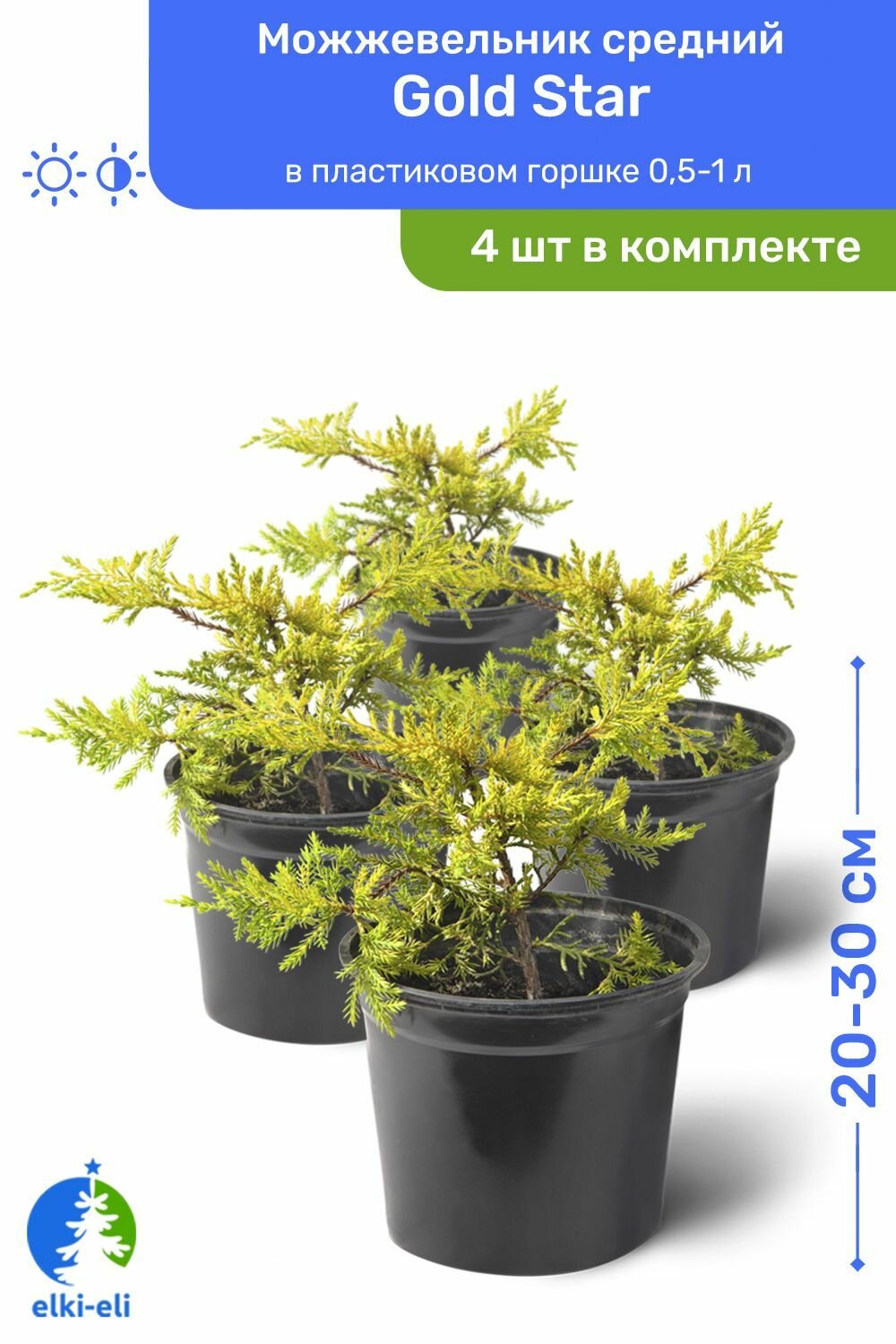 Можжевельник средний Gold Star (Голд Стар) 20-30 см в пластиковом горшке 0,5-1 л, саженец, хвойное живое растение, комплект из 4 шт