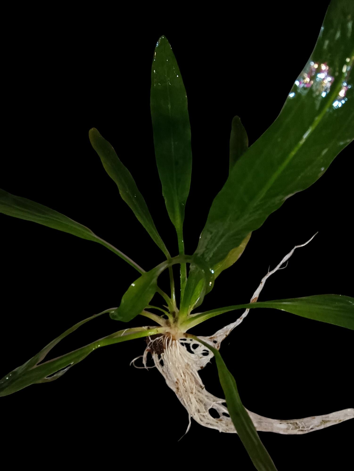 Эхинодорус "Зелёный светлячок " (Echinodorus "Green Firefly") . Живое аквариумное растение