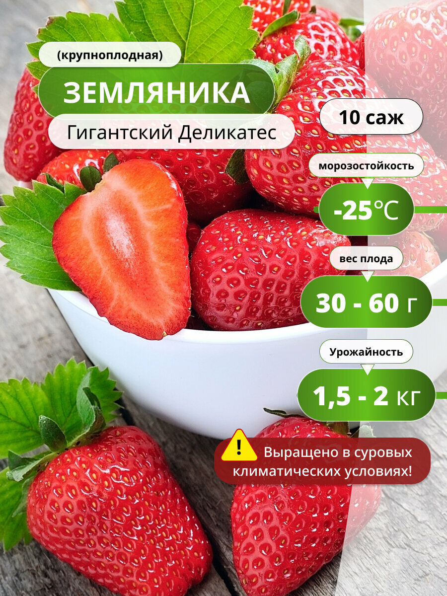 Клубника "Гигантский Деликатес", крупноплодная, 10 шт, красный