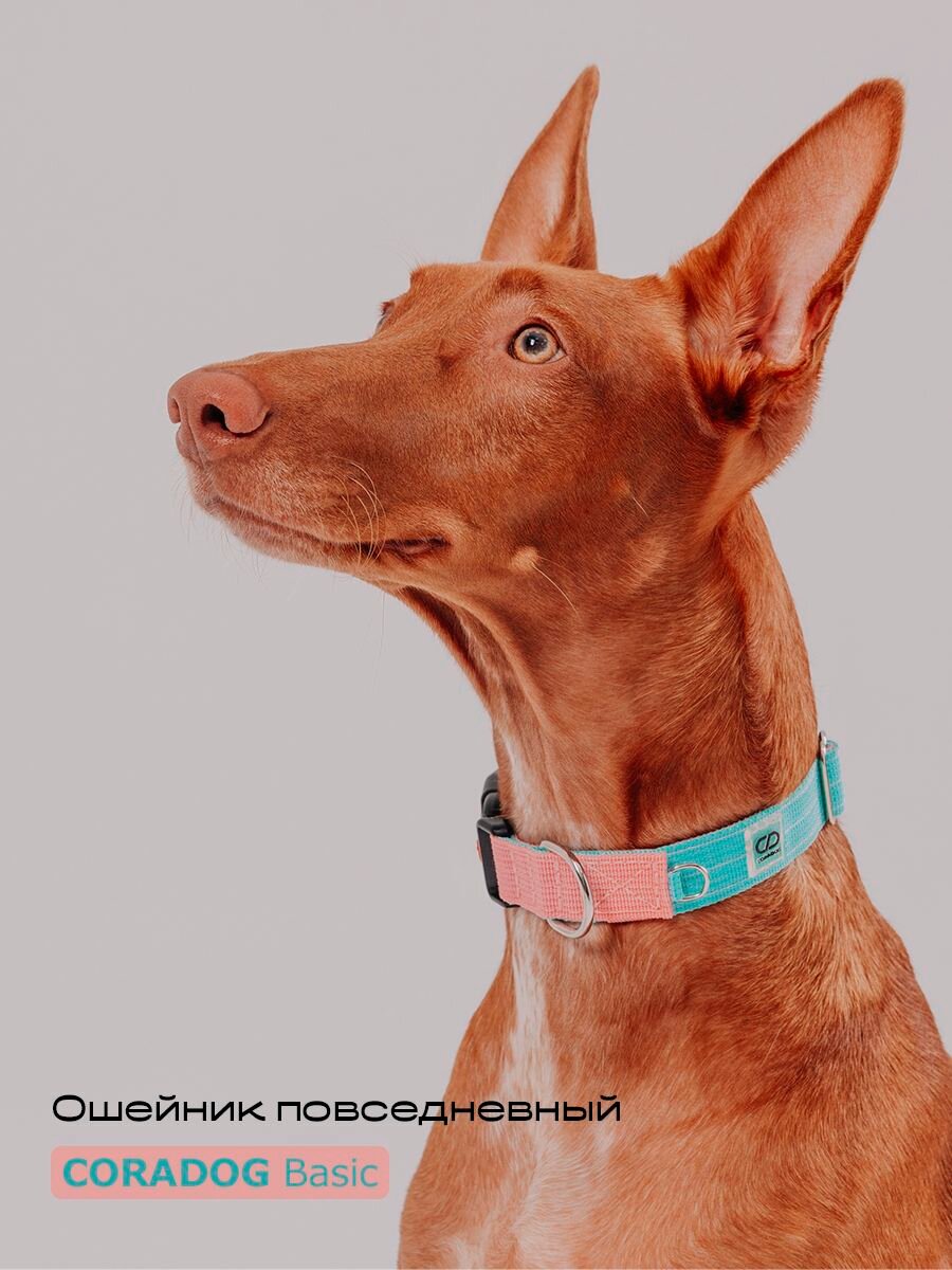 Ошейник повседневный, CORADOG Basic, для средних и крупных собак, мятный розовый, размер L 42-65 см