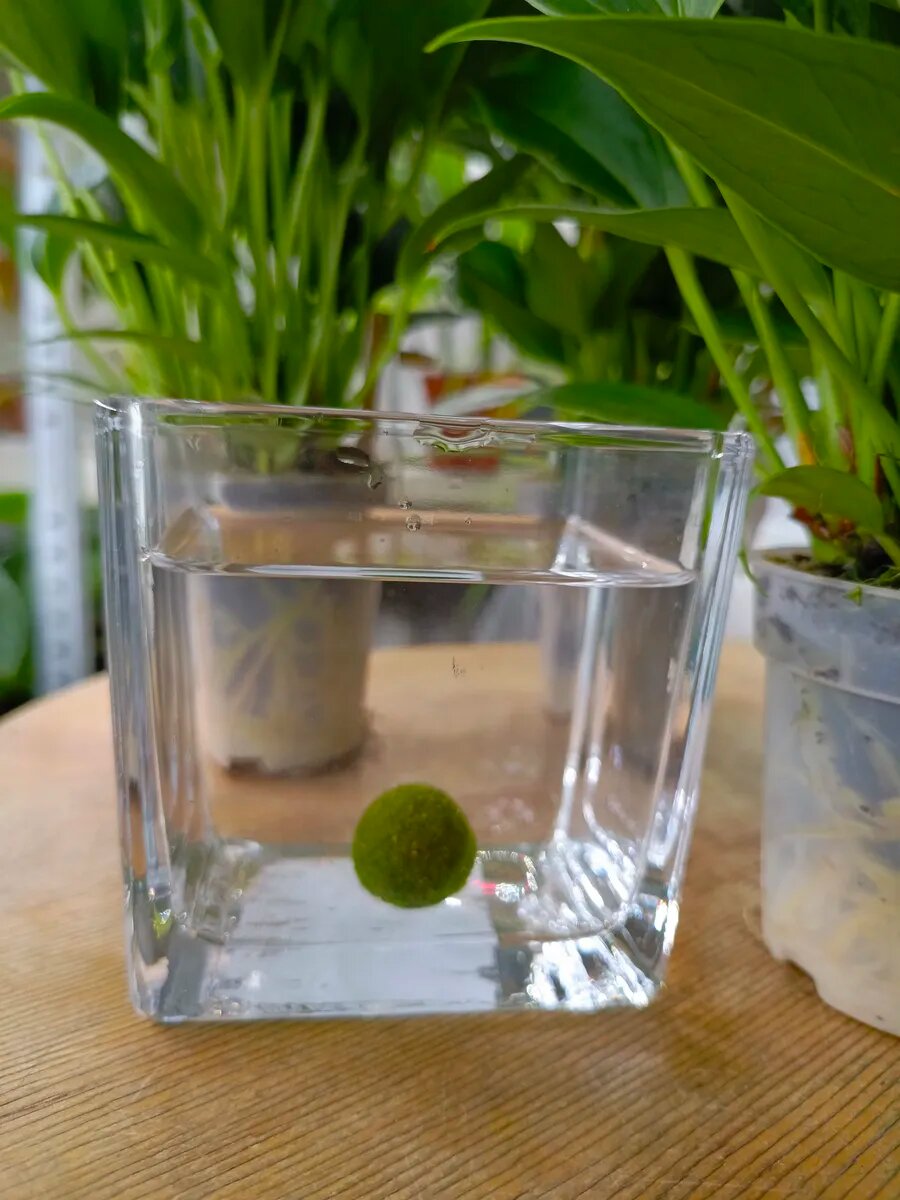 Кладофора - маримо живой для аквариума 1 шт диаметр 1-2 см