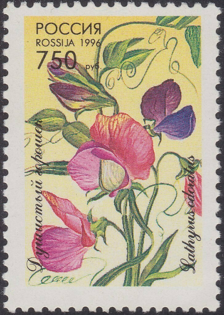 1996-004 Марка Россия Душистый горошек Флора. Декоративные растения III O