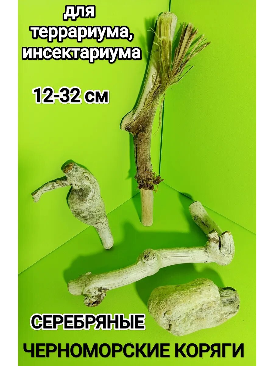 Коряги Черноморские серебро для террариума, инсектариума