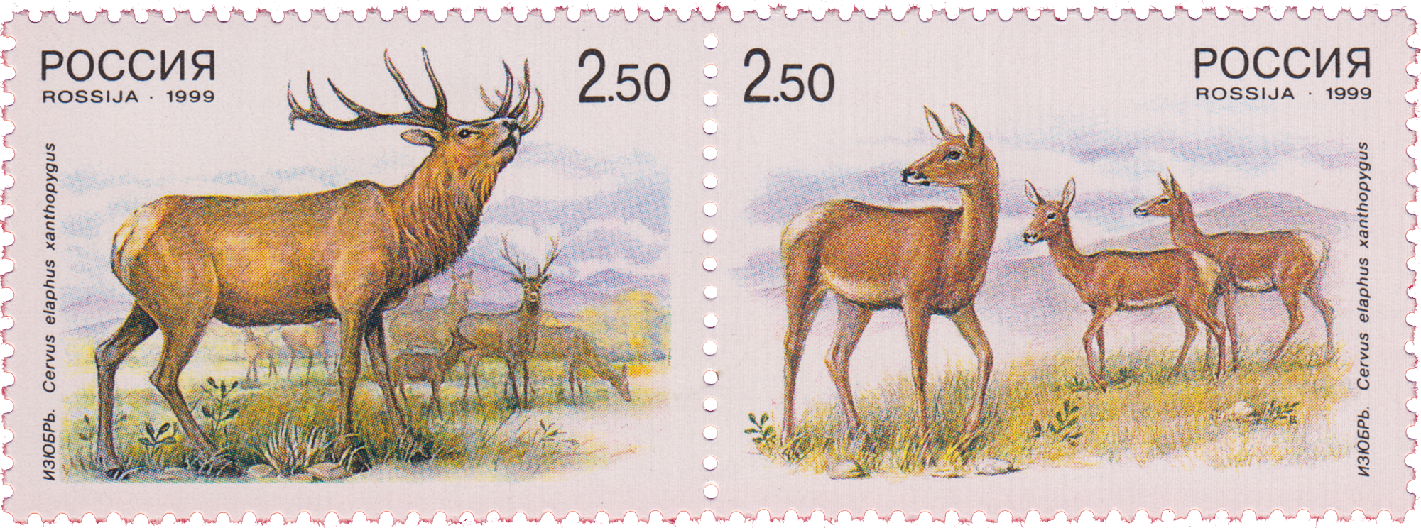 Почтовые марки Россия 1999г. "Фауна Олени" Животные, Фауна, Млекопитающие, Олени, Совместный выпуск MNH
