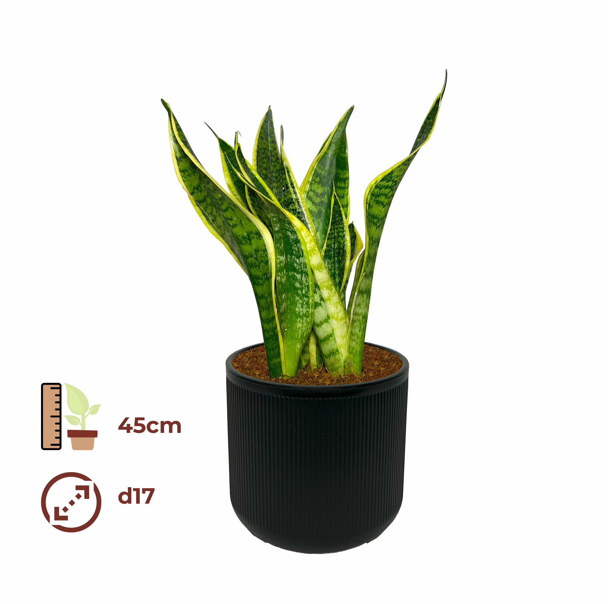 Сансевиерия Лауренти 17/45, цвет кашпо черный