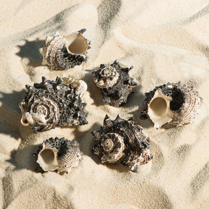 Пижон Аква Набор ракушек с перламутром, 3 - 6 см, 100 г