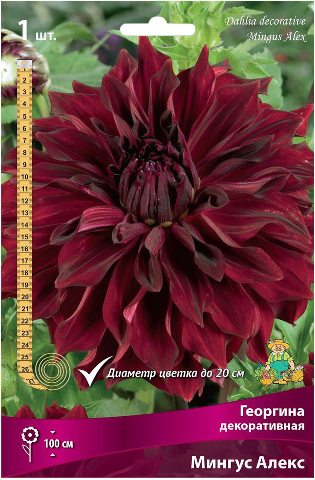 Клубни георгины декоративной поиск Мингус Алекс 1 шт