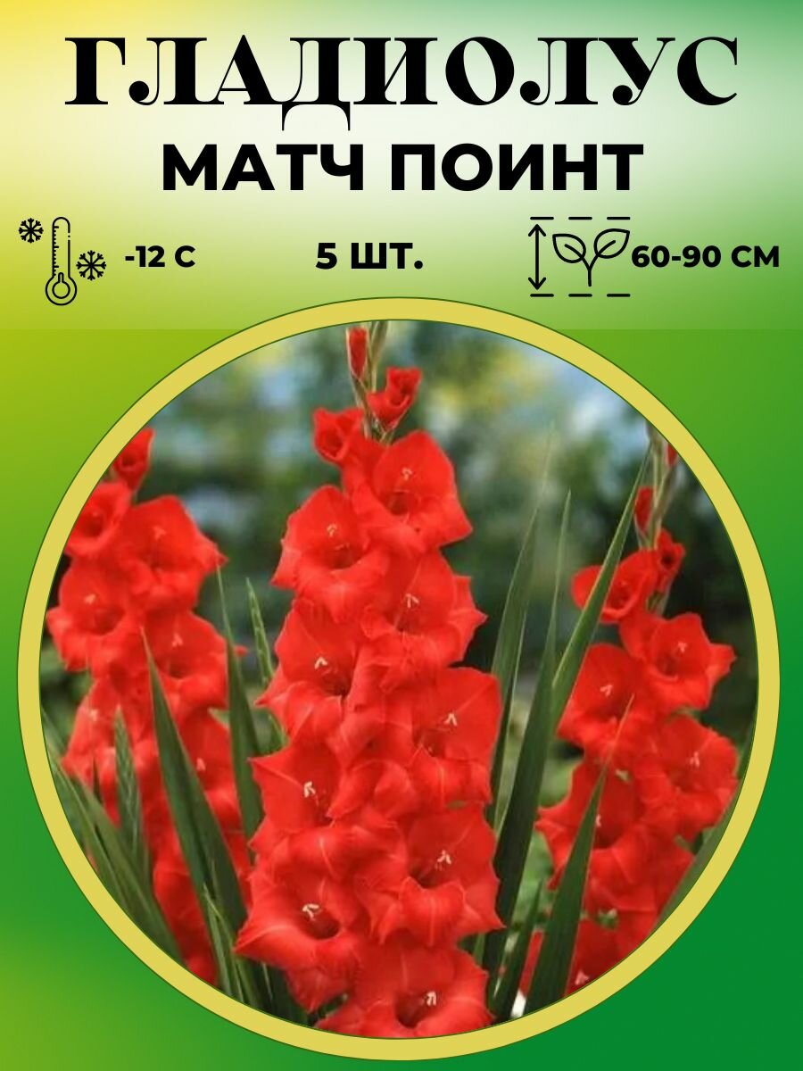 Гладиолус крупноцветковый Матч Поинт 5 штук