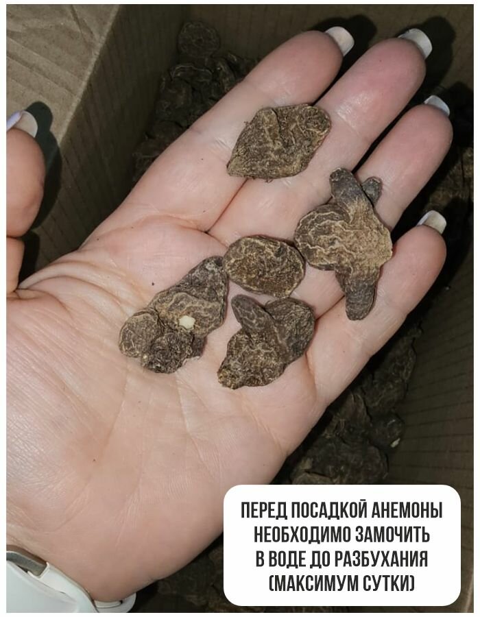 Анемона, микс сорта 4шт — фото 1