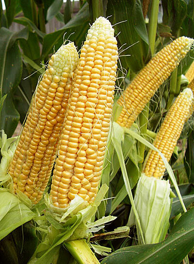 Семена кукурузы Внучкина Радость (попкорн) 5 гр, скороспелая