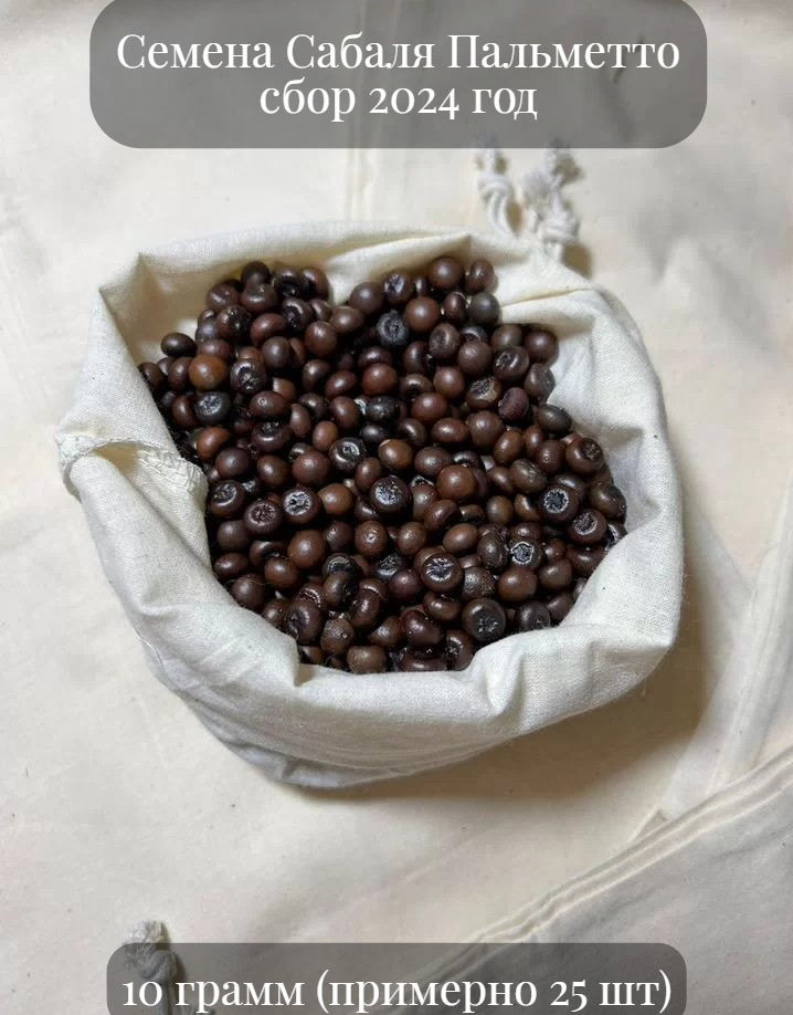Семена пальмы веерной декоративной Сабаль Пальметто, 10 грамм (примерно 25 шт)