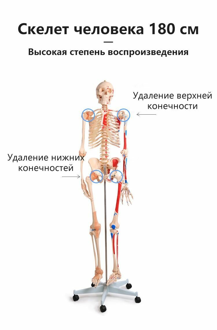 Анатомическая модель — фото 1
