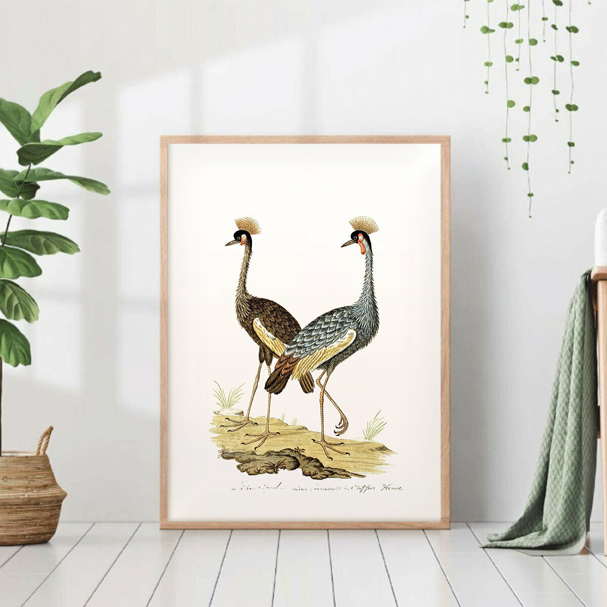 Постер "Королевские журавли иллюстрация винтаж" без рамы 50x70 см на стену для интерьера