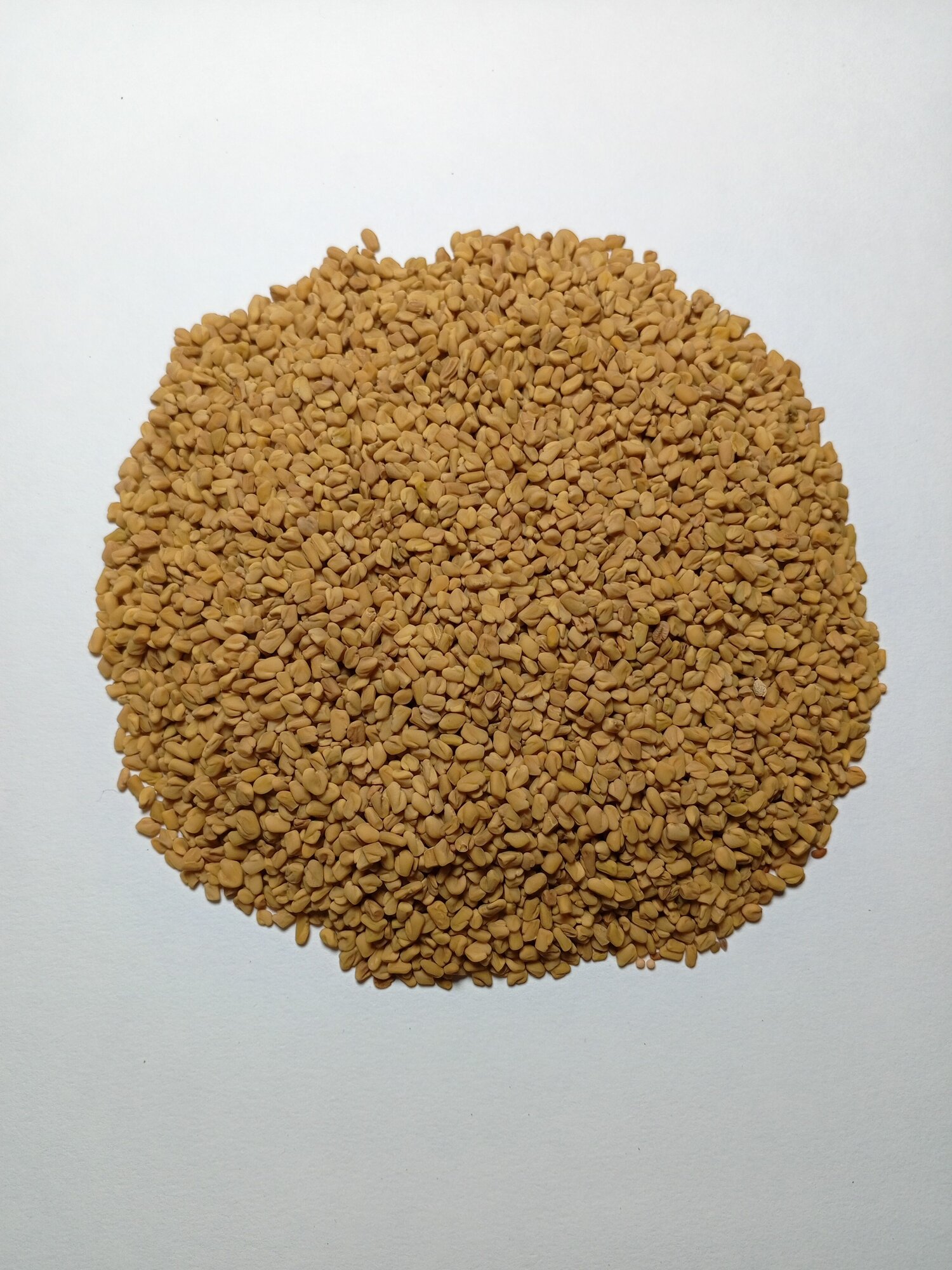 Пажитник сенной (семя) 50 гр