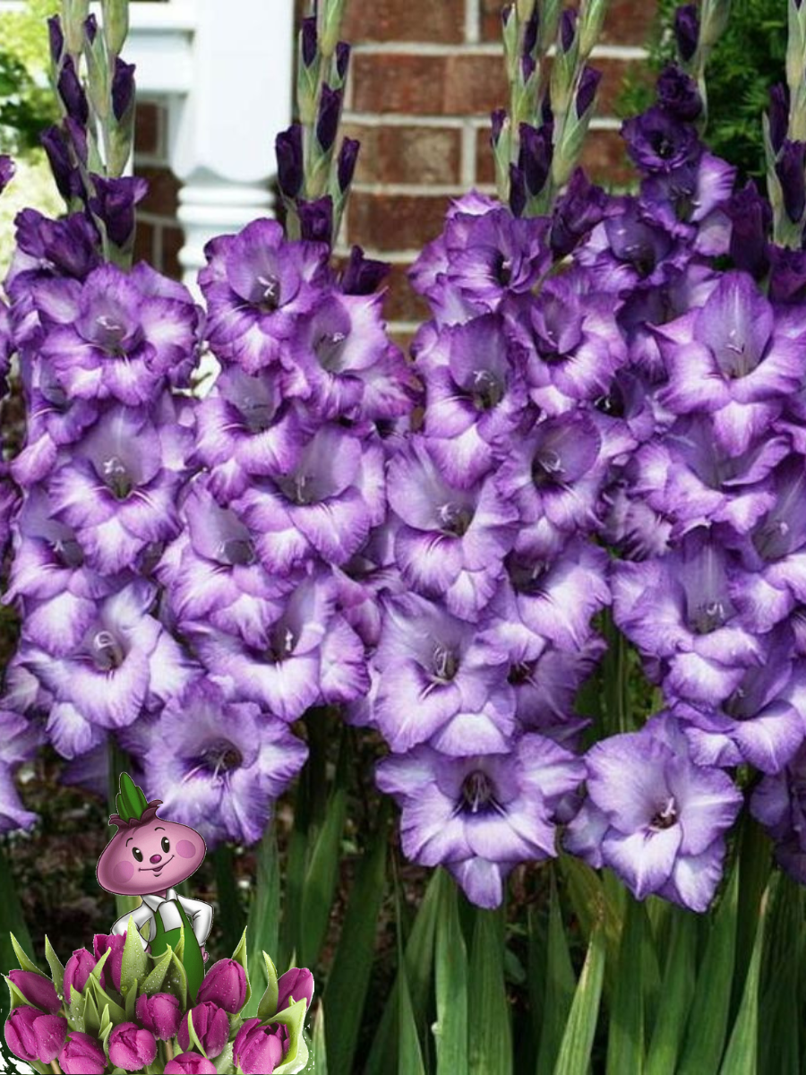 Луковицы цветов, chipollino flowers, Гладиолус BLUE TROPHIK (3 луковицы)