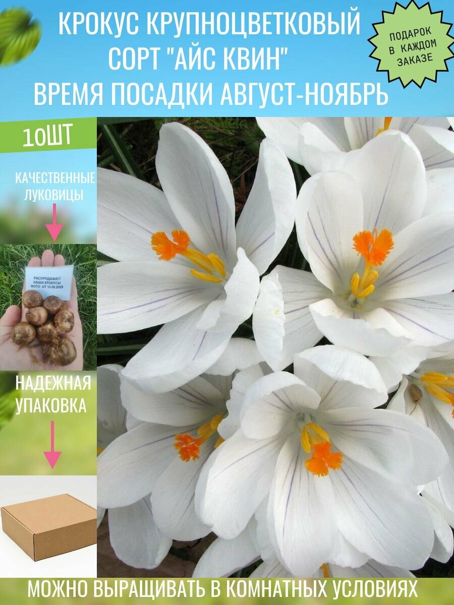 Крокусы луковицы многолетних цветов Айс Квин 10шт