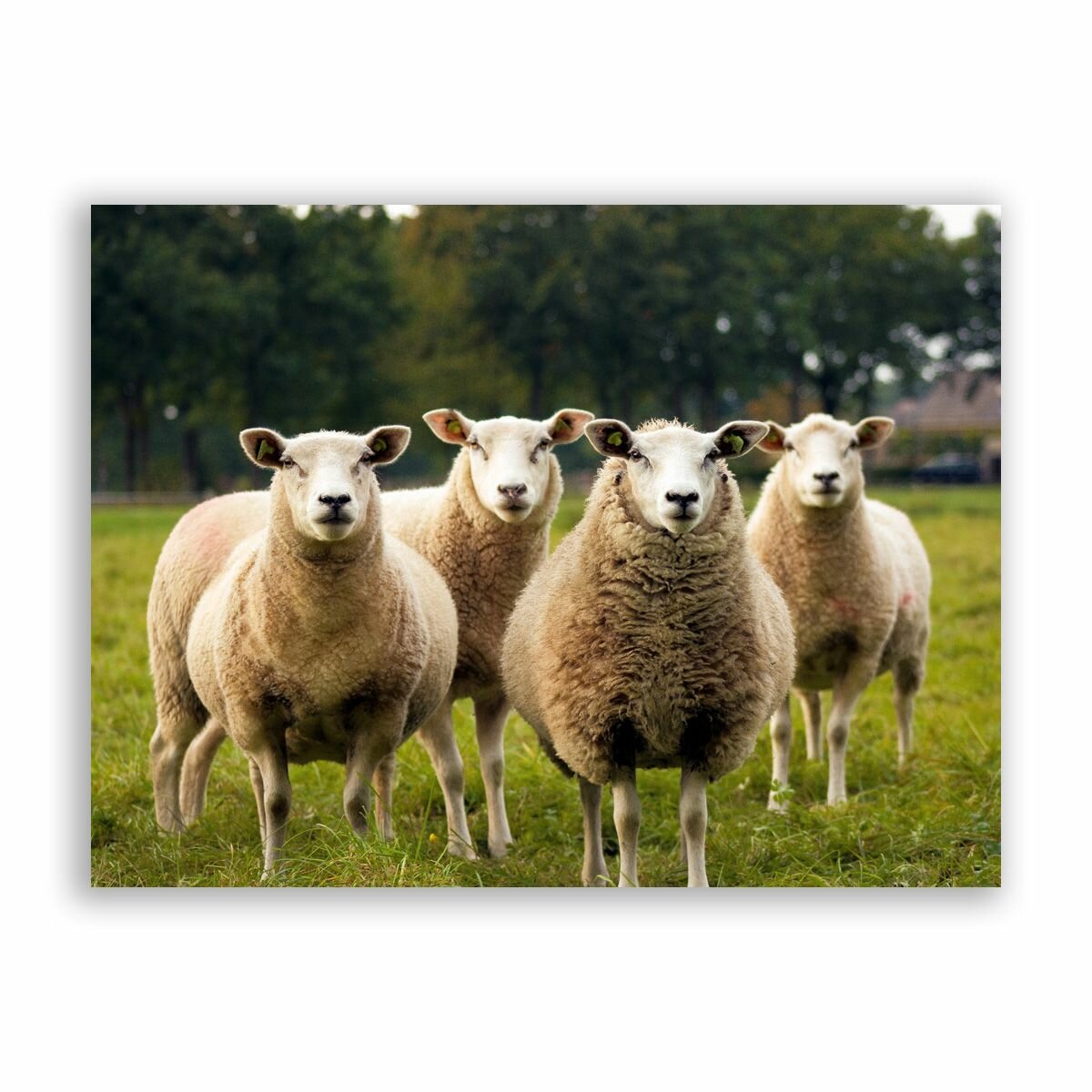 Постер, плакат на бумаге / Овцы / Размер 30 x 40 см