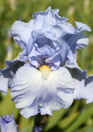 Ирис Баблинг Брук, 2 шт