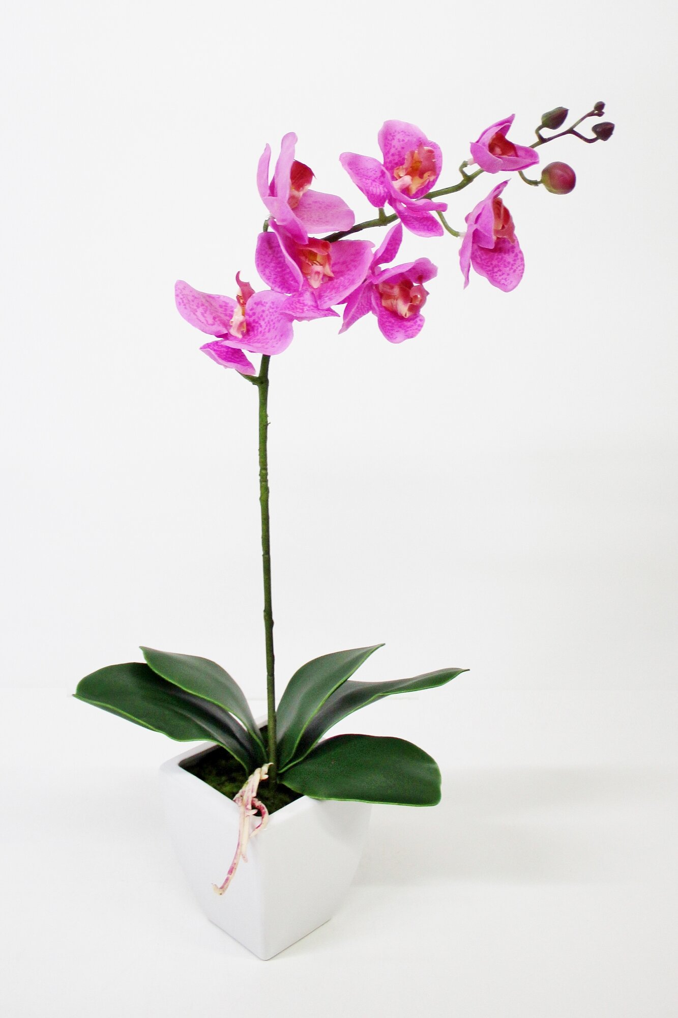Орхидея Фаленопсис в кашпо, 60 см, бренд CONEKO - декор для дома и офиса