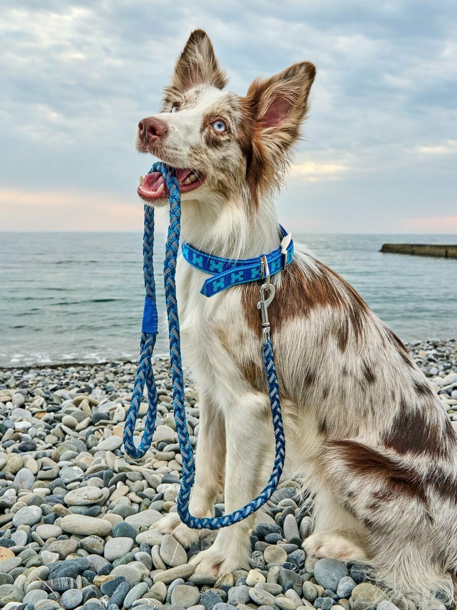 Поводок для собак Japan Premium Pet с усиленным светоотражателем, цвет синий, размер S