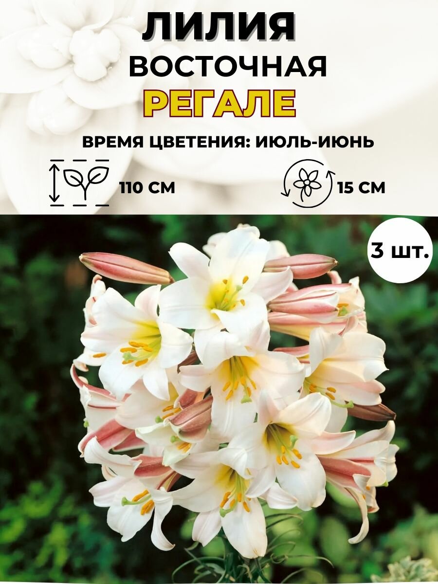 Лилия восточная, луковицы 3 штуки