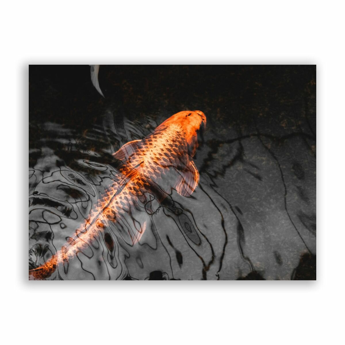 Постер, плакат на бумаге / Карпы кои / Размер 30 x 40 см