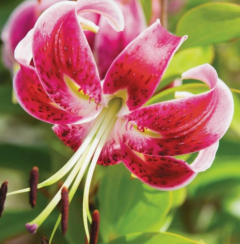 Луковицы лилии Блэк бьюти 2 шт