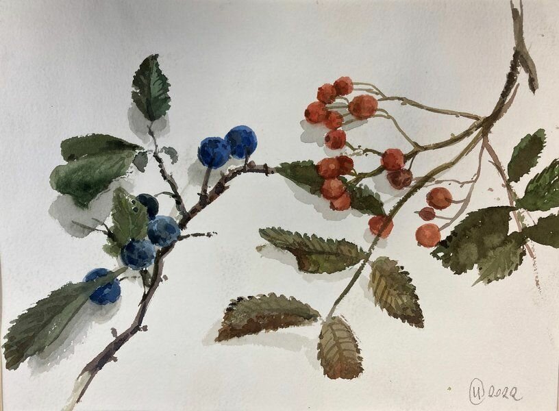ART-Salon at Oktyabrskaya картина акварель "Тёрн и рябина" 22х30 см, бумага, акварель, ручная работа