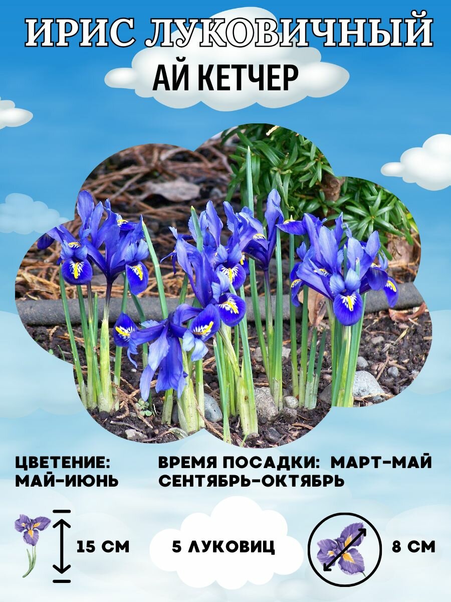 Ирис луковичный 5шт.