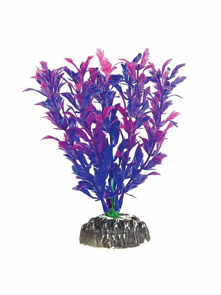 Растение Laguna "Людвигия фиолетовая", 10см