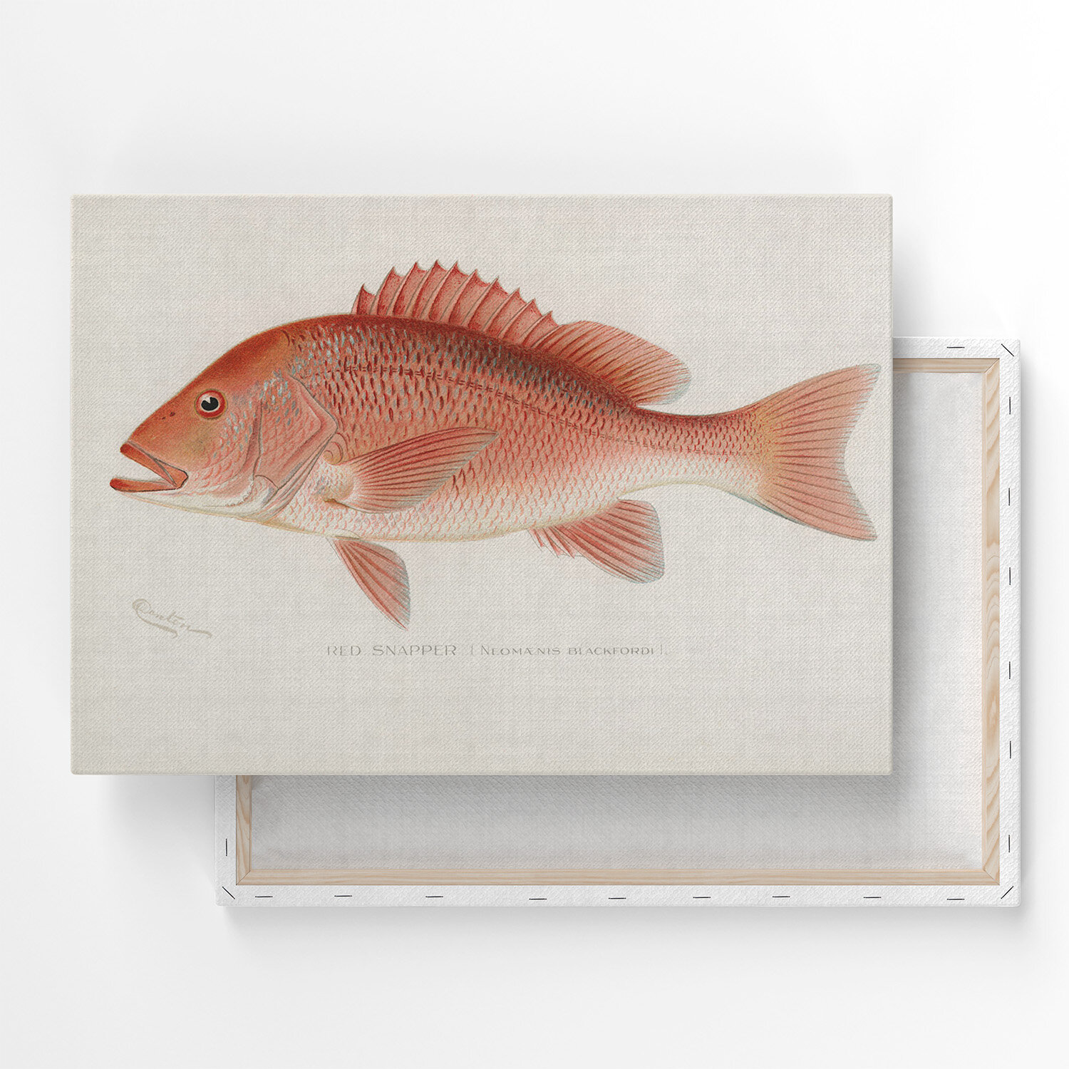 Картина на холсте, репродукция / Fish Illustrations / Размер 60 x 80 см