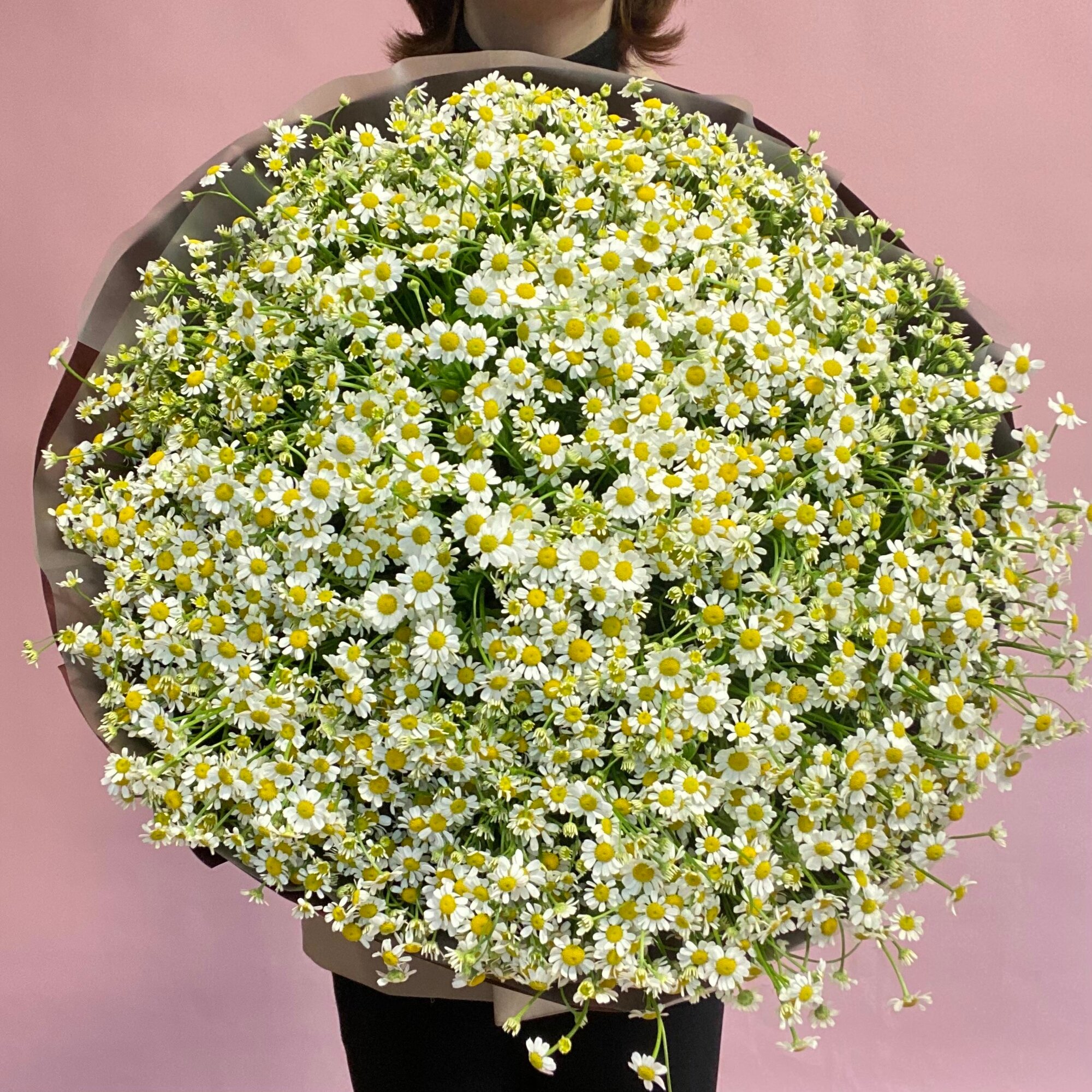 Ромашки (ромашка 101 шт.), высота букета 50 см, ширина 45 см