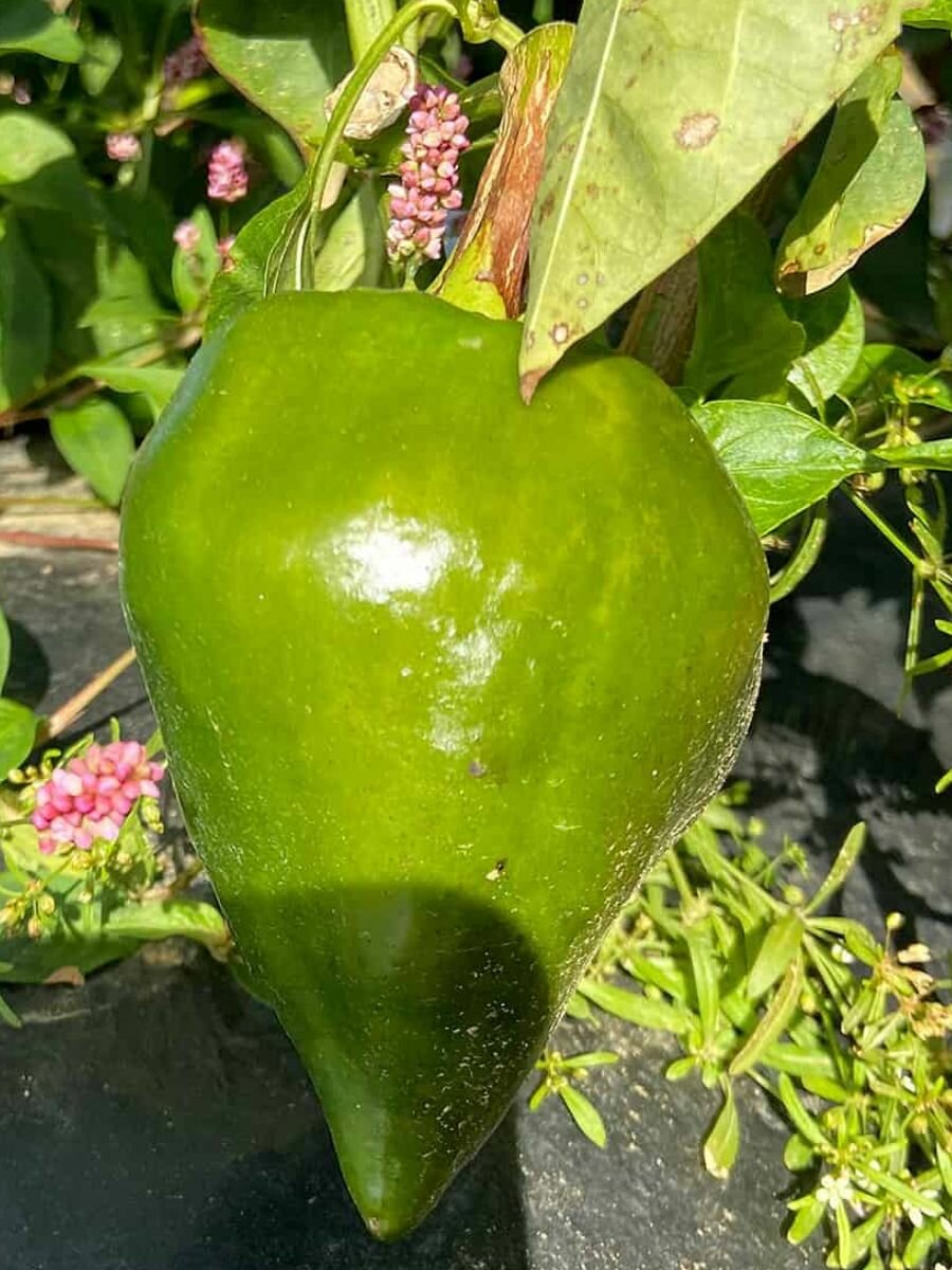 Сладкий перец Леся фиолетовая семена 5 штук