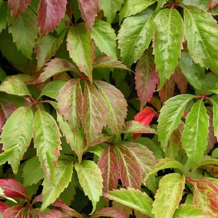 Семена Deodar SEEDS COMPANY Девичий виноград пятилисточковый 30 шт.