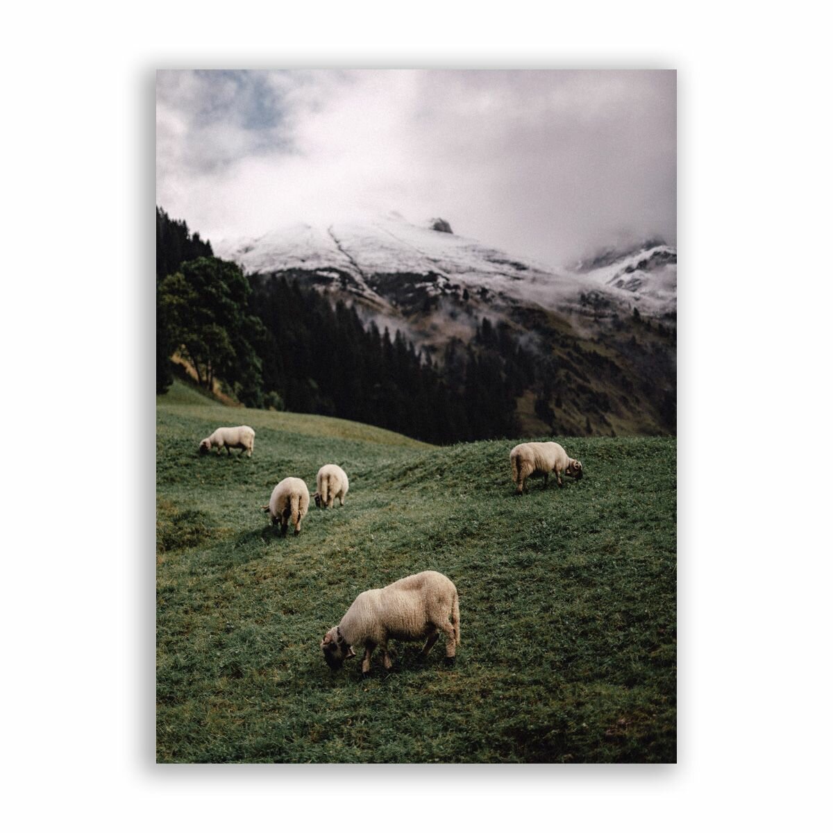 Постер, плакат на бумаге / Овцы / Размер 40 x 53 см