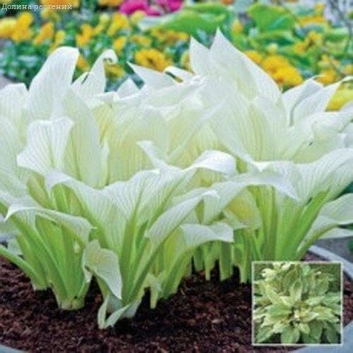 Хоста Вайт Фезе (1 корневище в пакете с торфом), Нидерланды