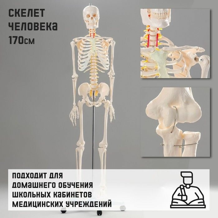 Макет "Скелет человека", анатомическая 3D модель опорно-двигательного аппарата, наглядный материал по анатомии для школьников и студентов, набор по биологии для исследований строения тела, 170 см