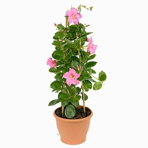 Мандевилла или Дипладения розовая - Mandevilla D14 H40