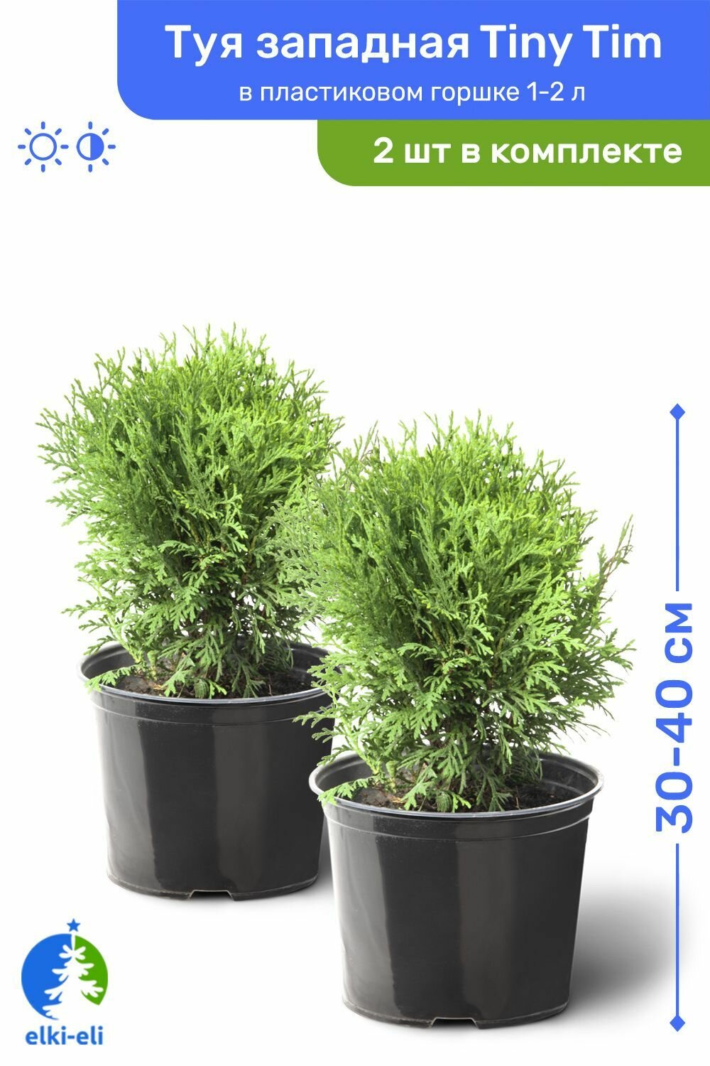 Туя западная Tiny Tim (Тини Тим) 30-40 см в пластиковом горшке 1-2 л, саженец, хвойное живое растение, комплект из 2 шт