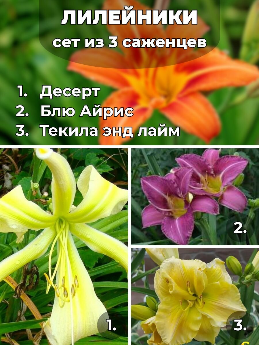 Лилейник, корневища , сет из 3-х сортов
