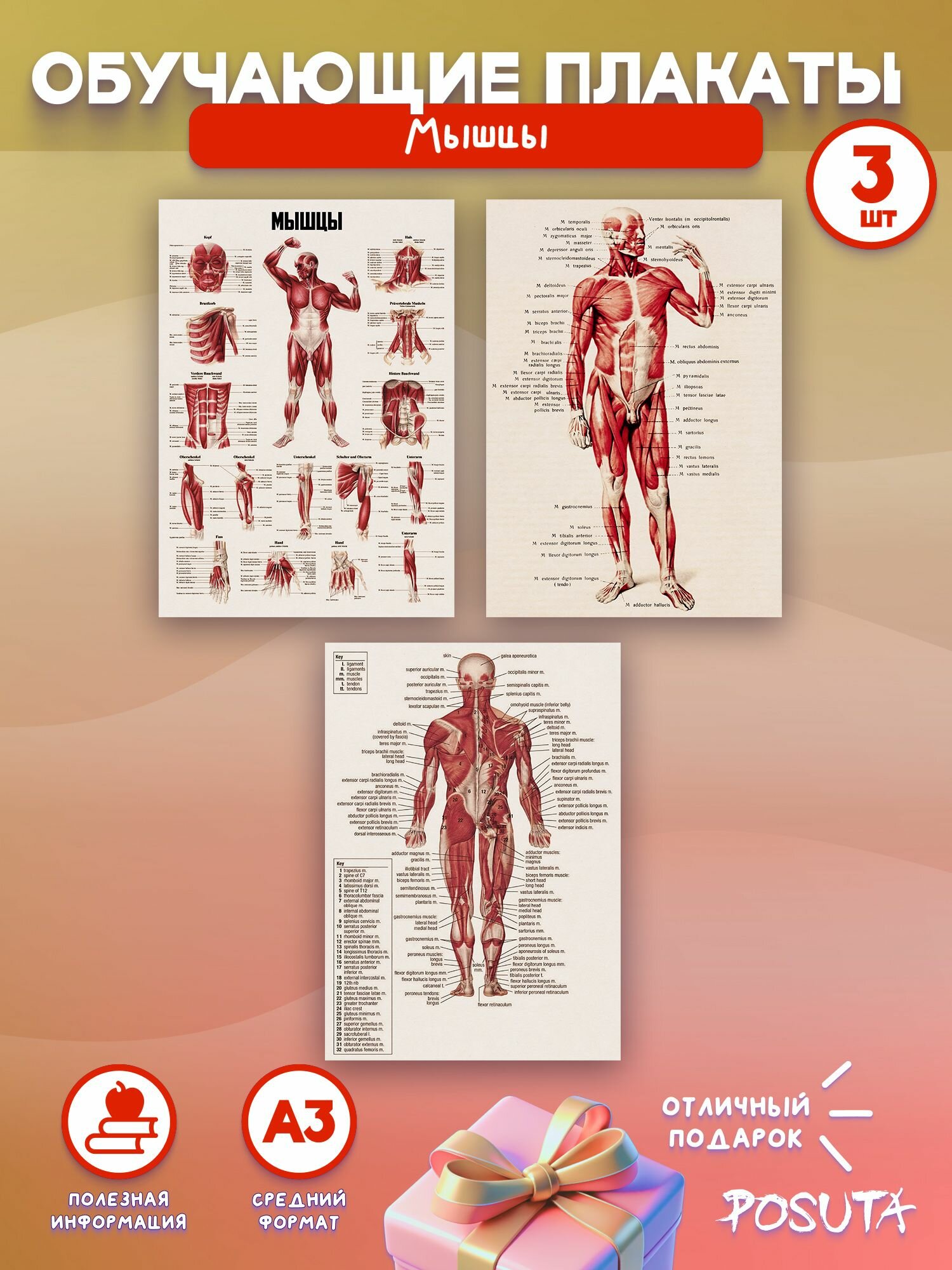 Постер на стену анатомия человека мышцы для медиков