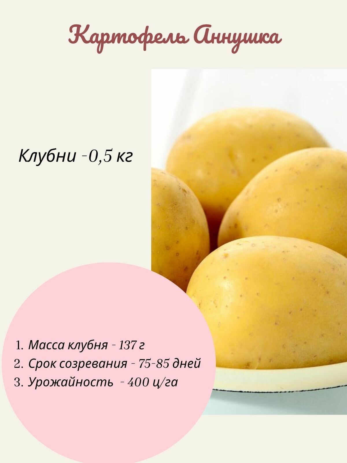 Картофель белый Аннушка 0,5 кг на посадку