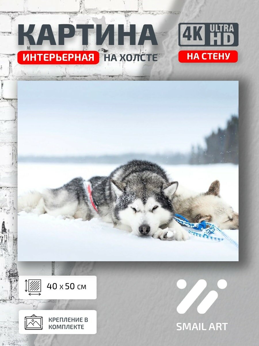 Картина на холсте интерьерная 40 на 50 на стену Животные Собаки для офиса атмосфера