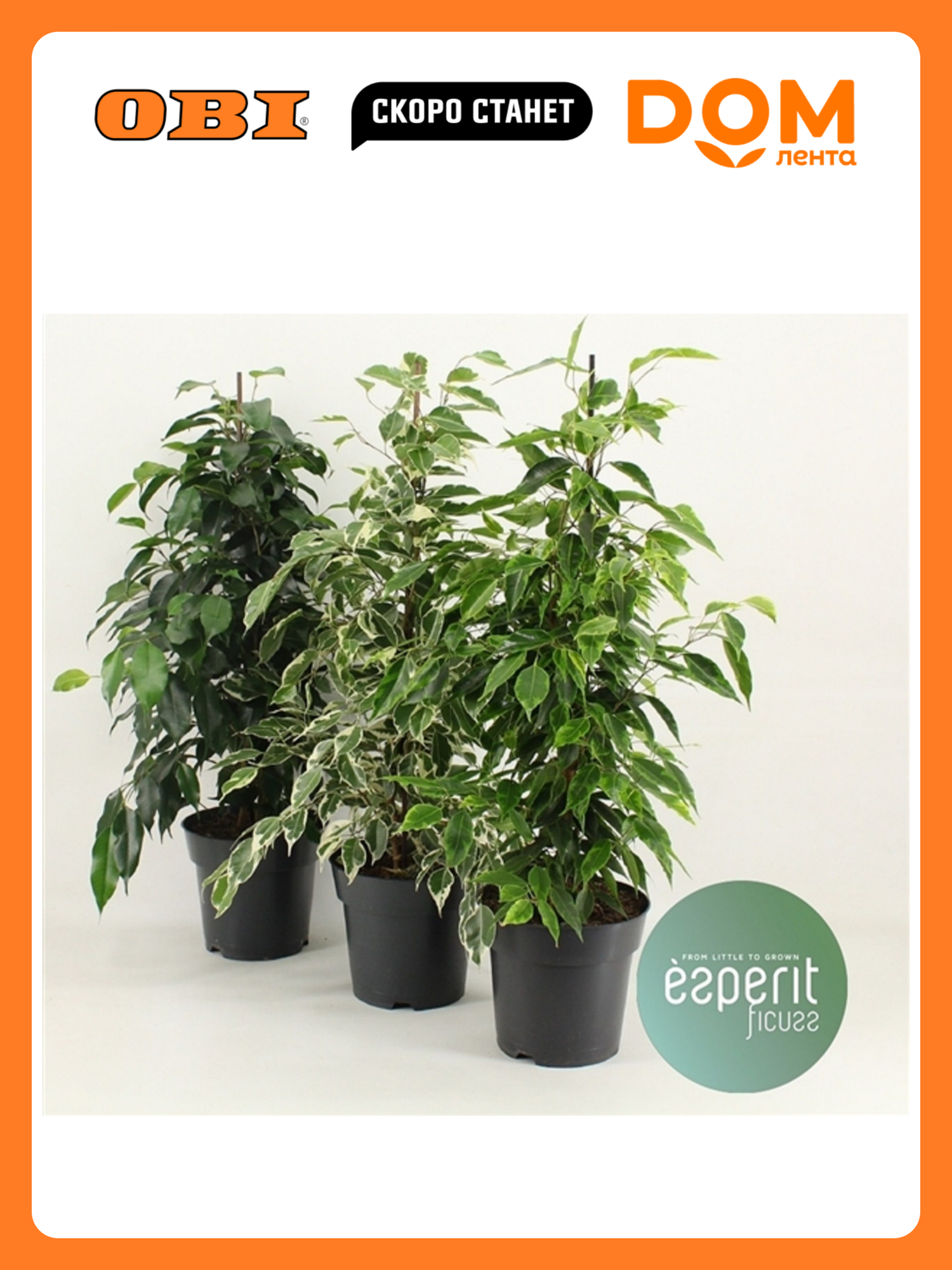 Фикус Бенджамина, декоративно-лиственное, высота 55 см, горшок 14 см