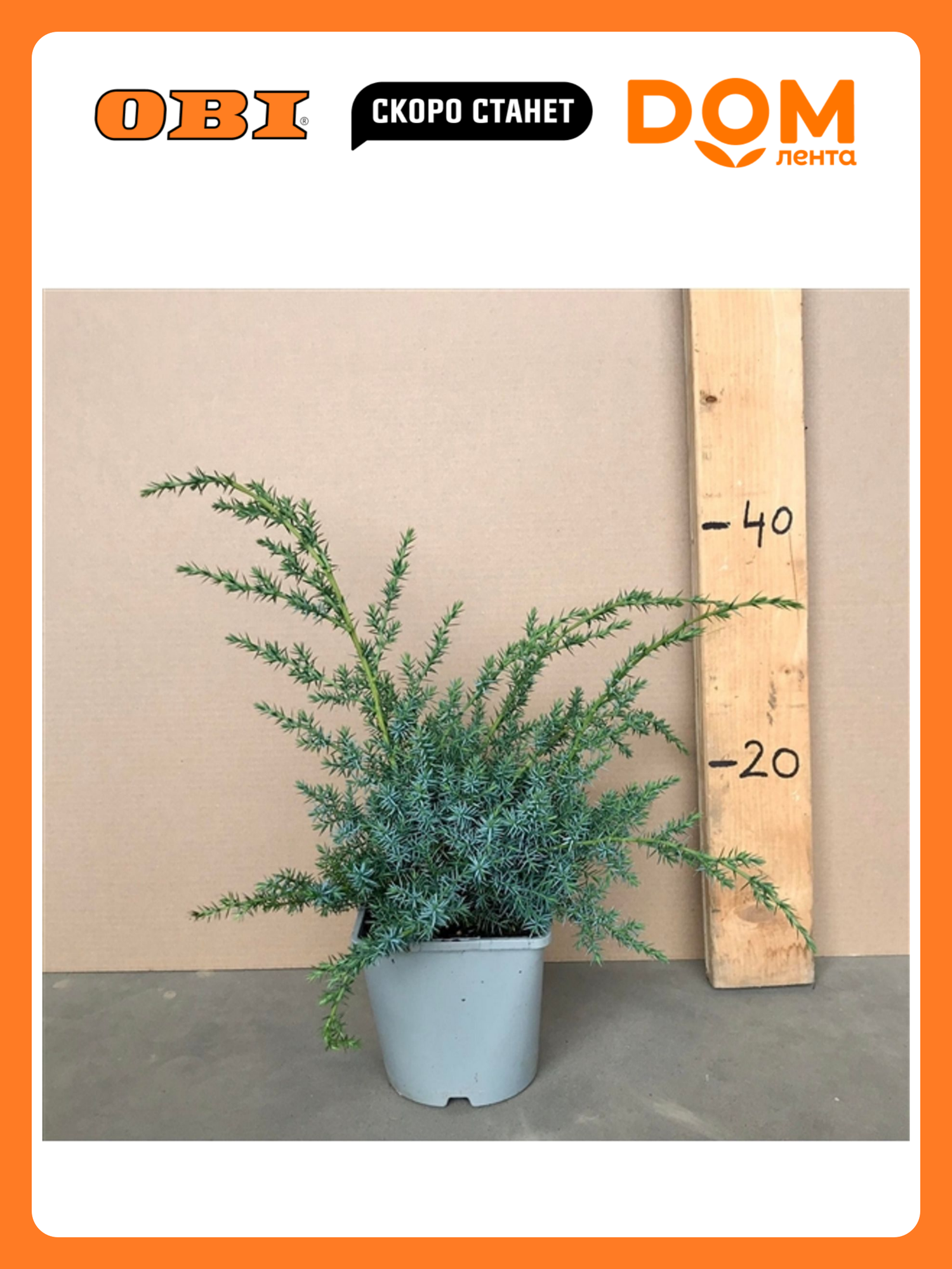 Можжевельник "Блю Альпс", С2, h25-30, многолетнее, декоративный, неприхотливый