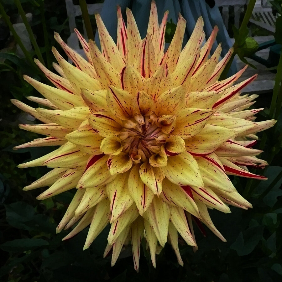 Георгина Марканти (1 клубень), Нидерланды