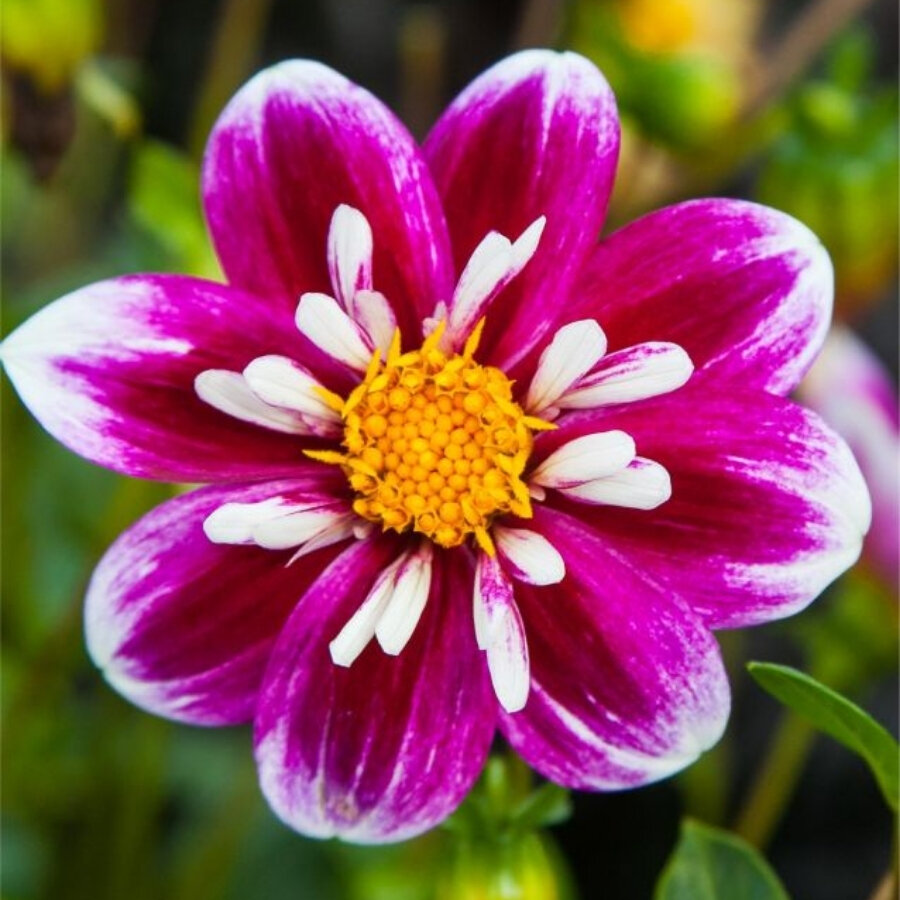 Георгина Импрешен Фабула (1 клубень), Нидерланды