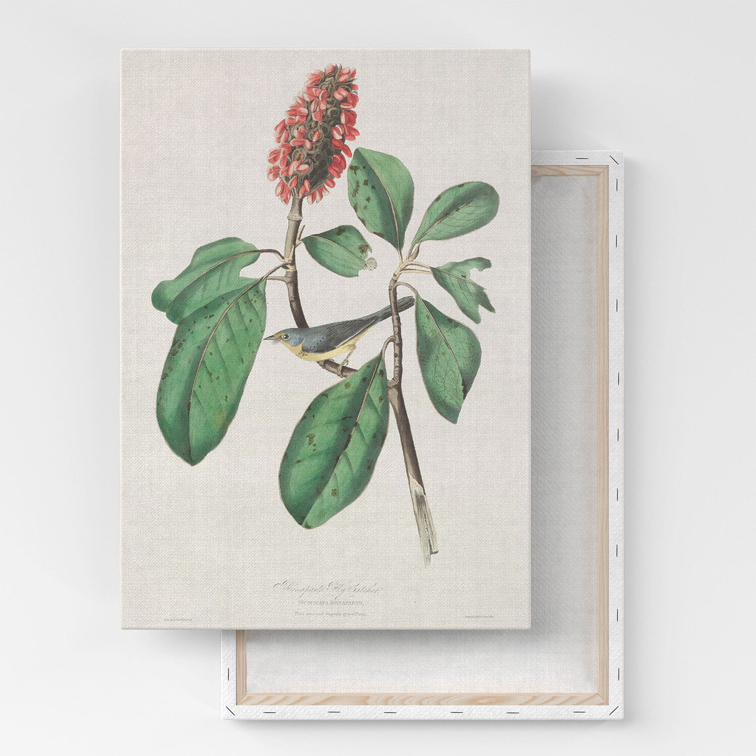 Картина на холсте, репродукция / Джон Джеймс Одюбон - Bonaparte Fly Catcher / Размер 40 x 53 см
