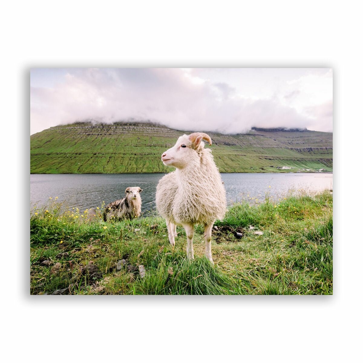 Постер, плакат на бумаге / Овцы / Размер 30 x 40 см