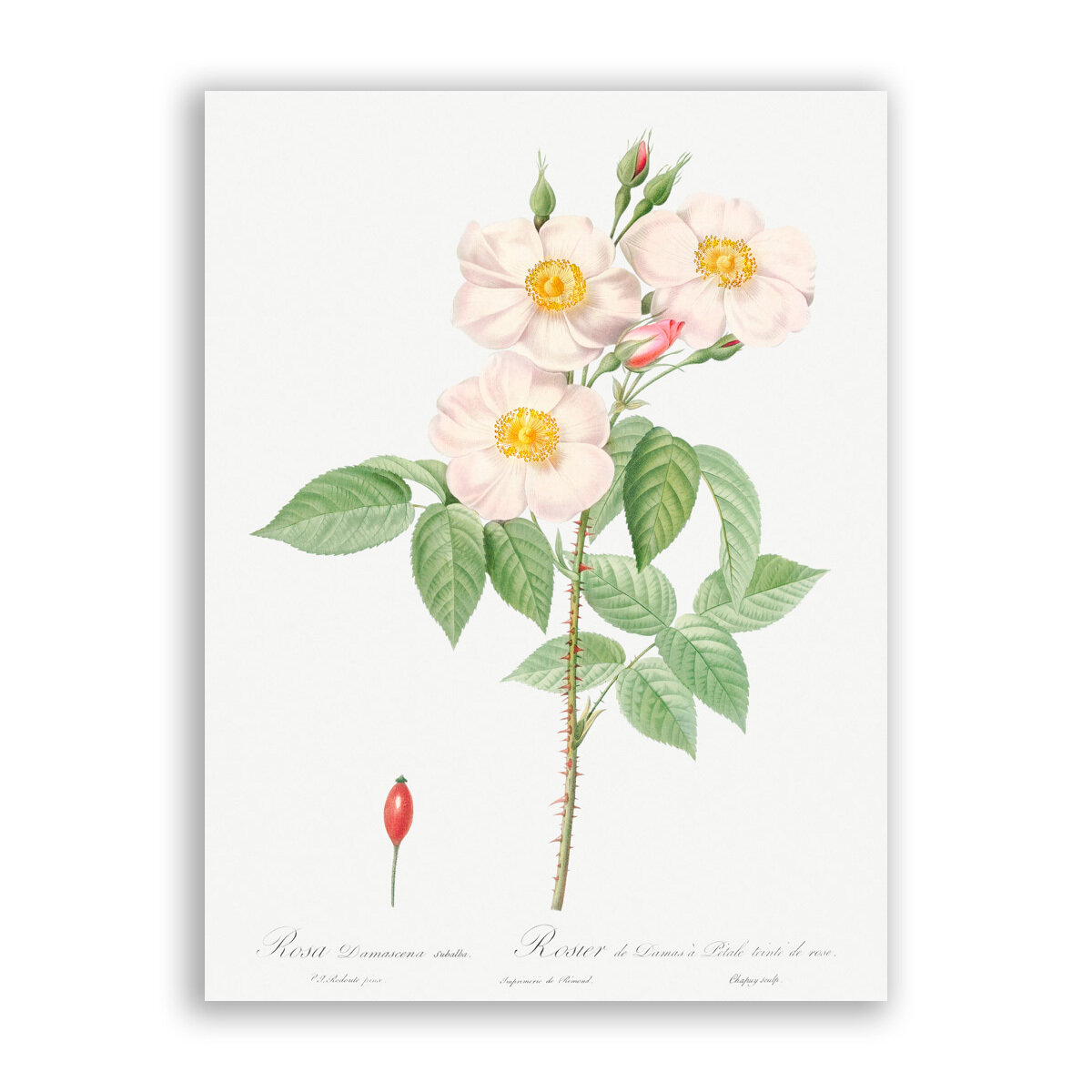 Картина на холсте, репродукция / Пьер-Жозеф Редуте - Damask Rose / Размер 30 x 40 см